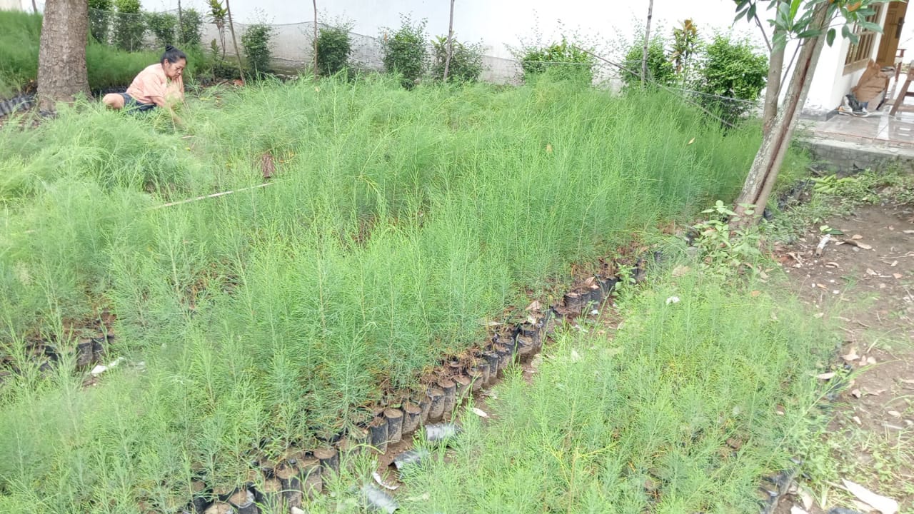 Jual bibit cemara laut || Akg Group